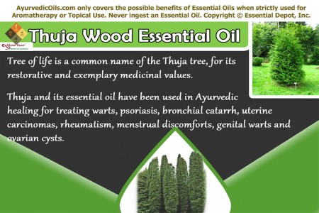 Health benefits of Thuja essential oil | Essential Oil